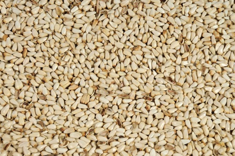 Safflower Seed – VVRS Australia
